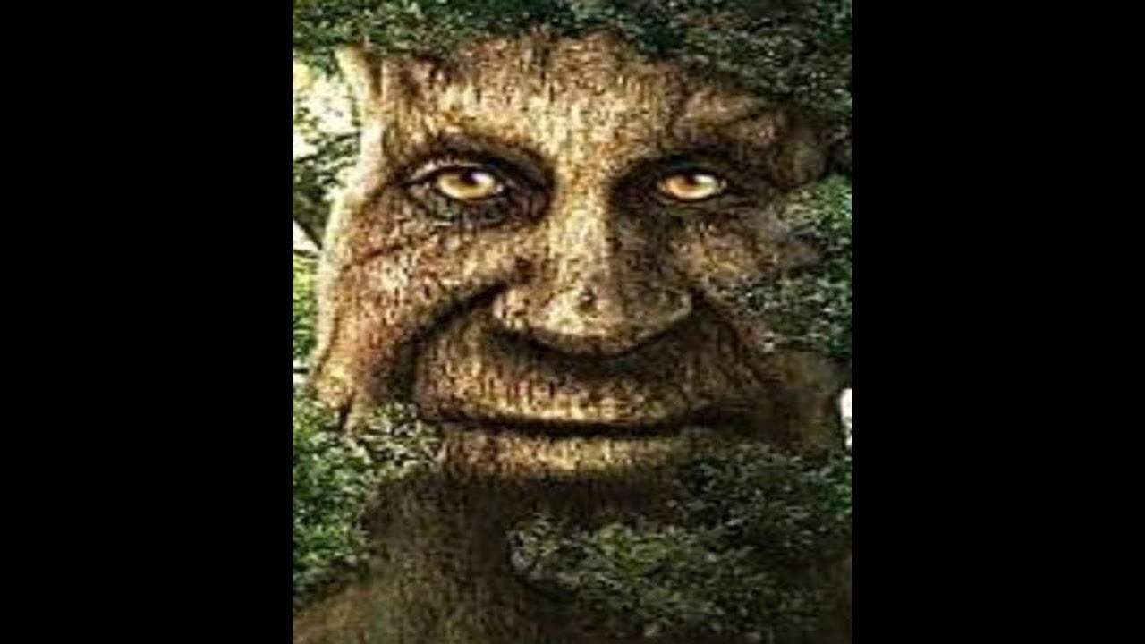 wise tree '-' - YouTube