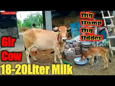 Gir Cow 18-20 Liter Milk 👍 Big Udder Big Body 🔥Gir Cow For Sale ...