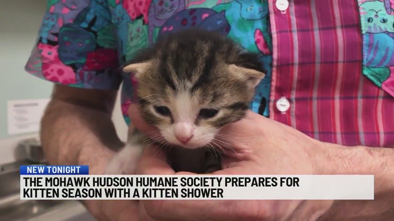 The Mohawk Hudson Humane Society hosts annual kitten shower - YouTube