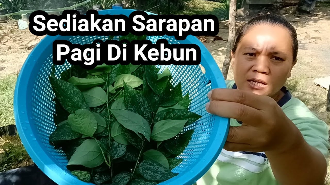 Jom Masak Sarapan Pagi Guna Sayur Cangkuk Manis - YouTube