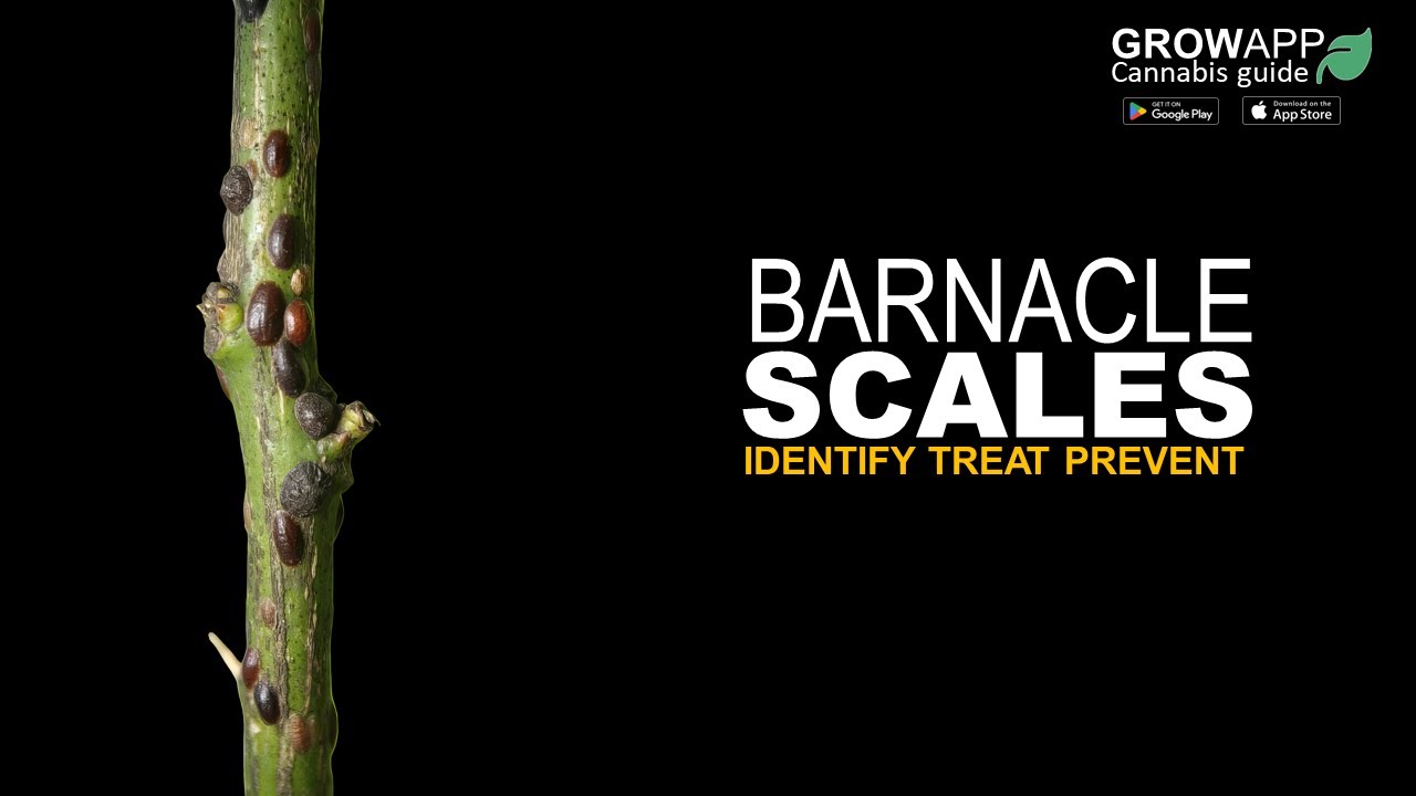 Barnacle Scales | How to identify, treat, and prevent barnacle scales ...