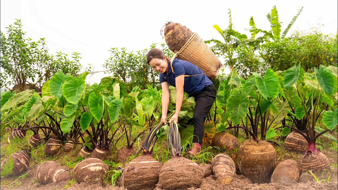 Harvesting TARO ROOT - The Most Delicate Dumpling Taro Puff Wu Gok ...