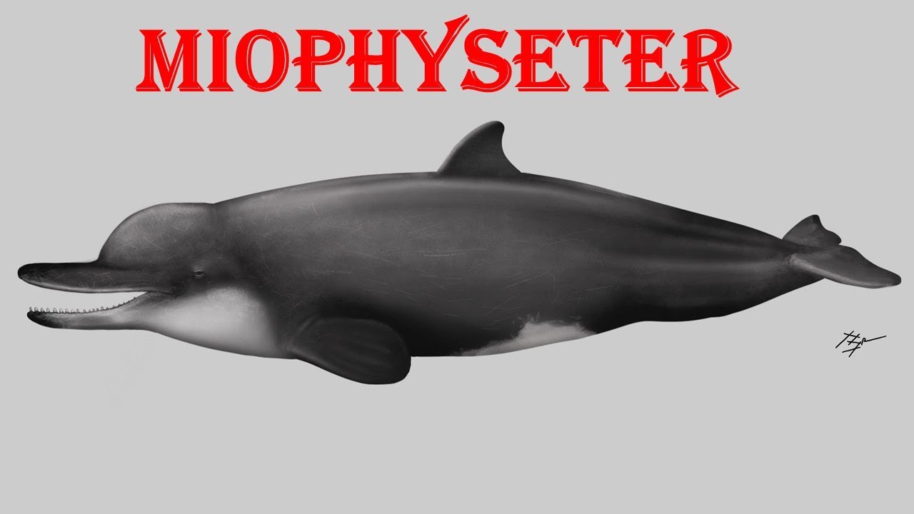 Miophyseter - YouTube
