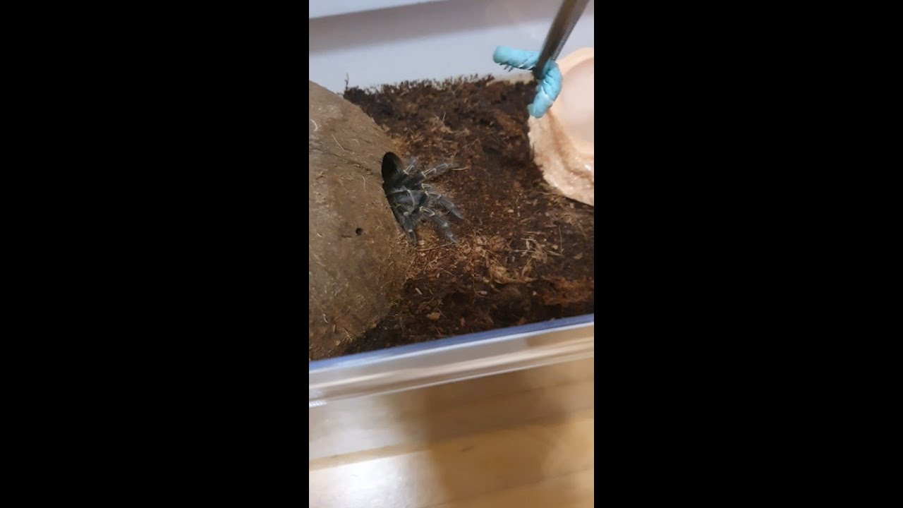 Feeding Chaco Golden Knee Tarantula a Gummy Worm - YouTube