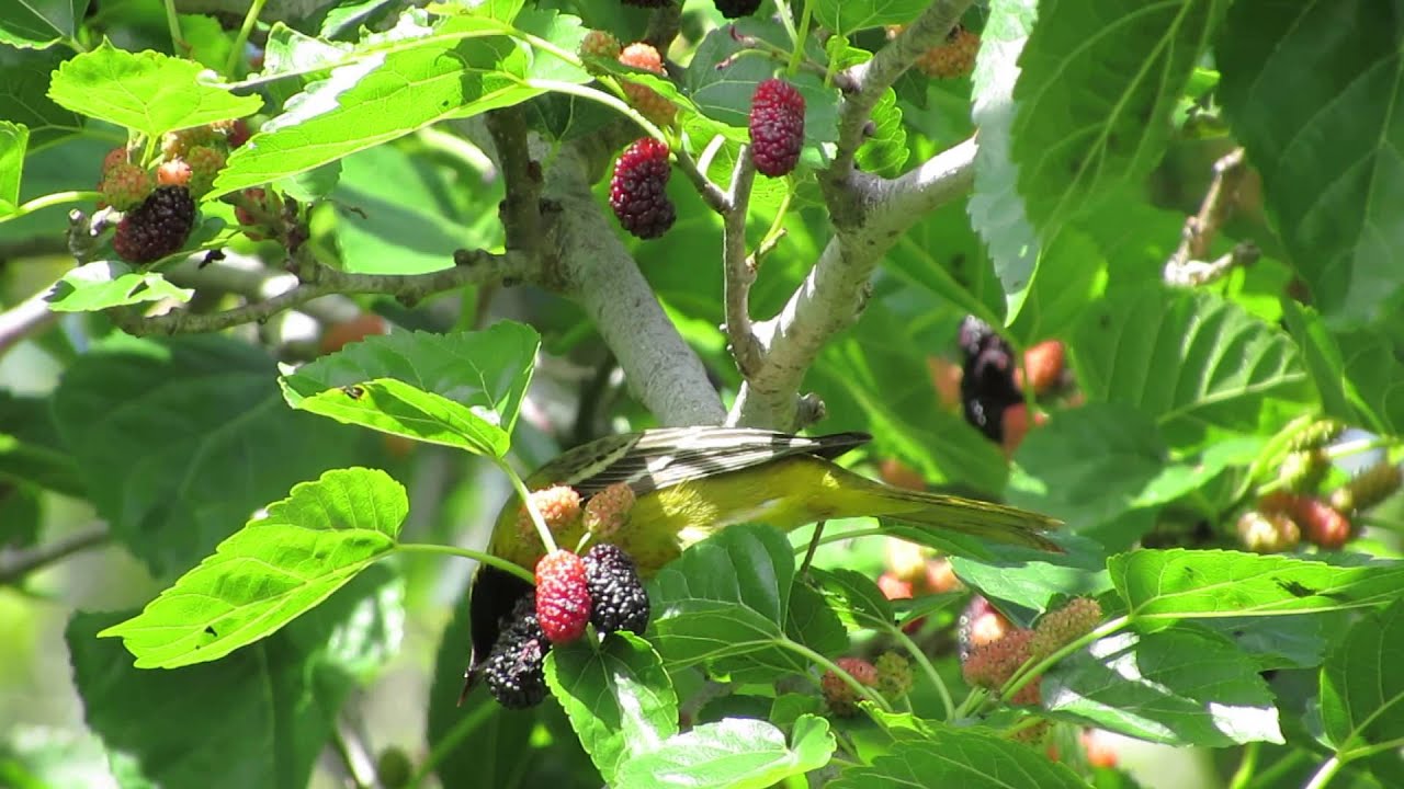 Orchard Oriole eating Mulberry fruit - YouTube