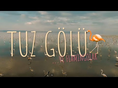 Allı Turnaların (Flamingo) Yolculuğu | Tuz Gölü'nde Bit Dökme!