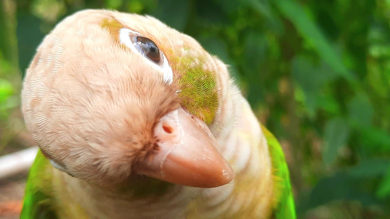 Do I sing because ? green conure bird singing in the morning / Conure ...