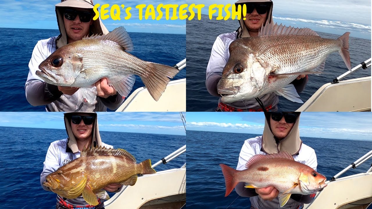 Catching some of SEQ's TASTIEST reef fish!! (Using Klik Sinkers) - YouTube