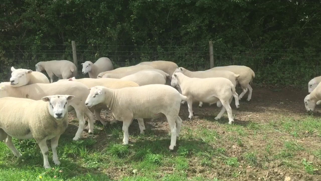 Macaroni Lleyn & Texel Rams for sale 2017 - YouTube