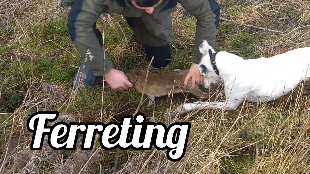 Ferrets vs Rabbits, Out Rabbiting - YouTube