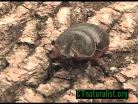 Rhinoceros Beetle in Connecticut, New England - YouTube