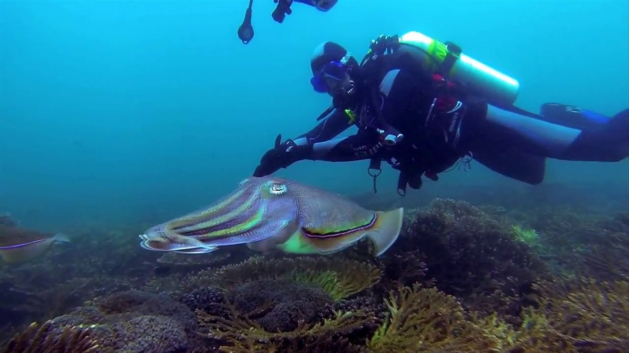 Sultanato di Oman, immersioni alle Isole Daymaniyat - YouTube