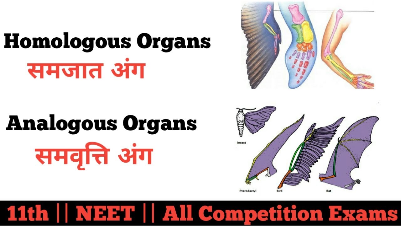 Homologus Organs (समजात अंग) || Analogous Organs (समवृत्ति अंग) || By ...