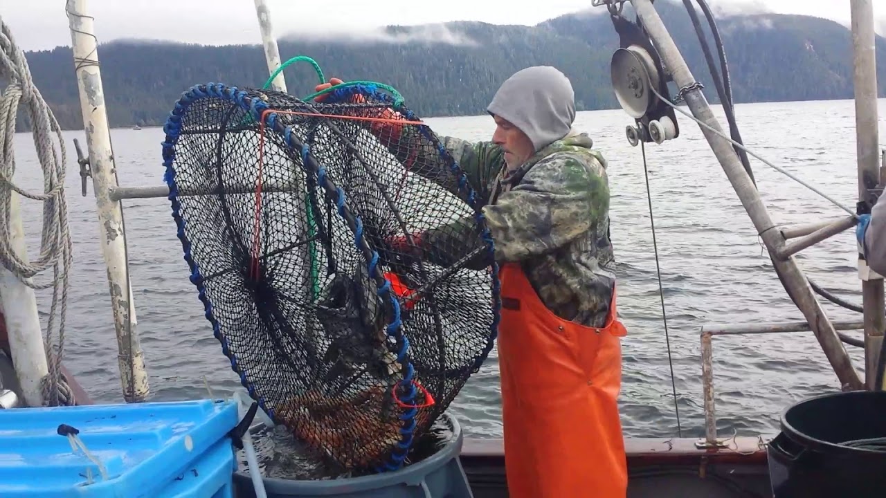 Spot shrimp in S.E. Alaska..Hoonah Sound. - YouTube