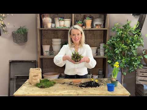 The Muscari & Tete a Tete Kit