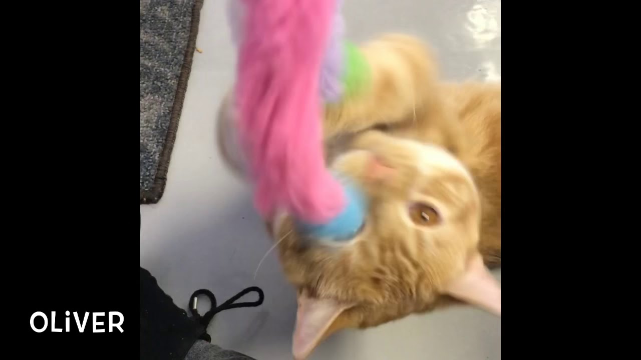 Handsome Oliver - YouTube