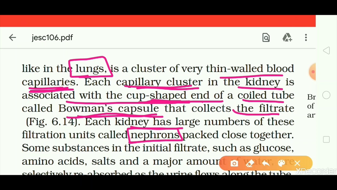Class 10th Life Process Part 8 YouTube class-10th-life-process-part-8-youtube