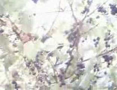 nadirhoca - Papilun Hamsi Pahçeleru