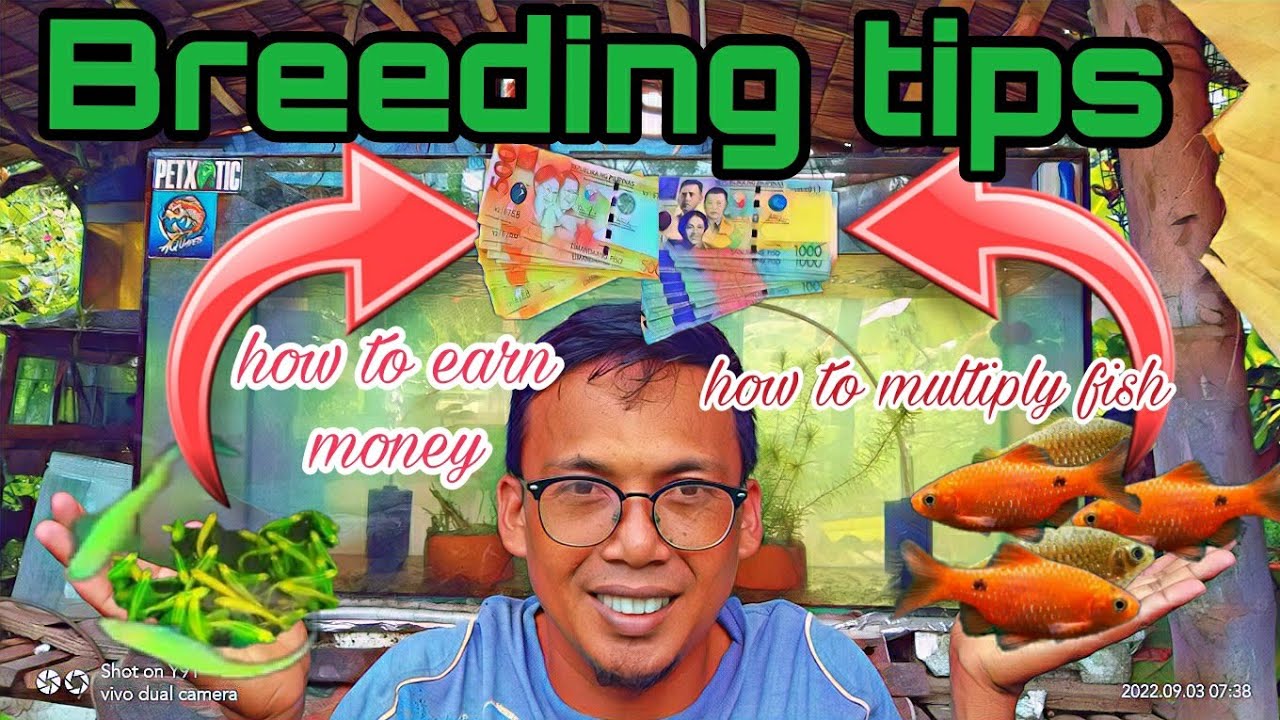 Fish Farming/How to earn money/how to multiply fish easy - YouTube