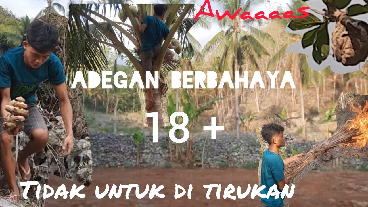serunya MBOLANG pencarian sarang TAWON BALOH#bolang #petualanganalam # ...