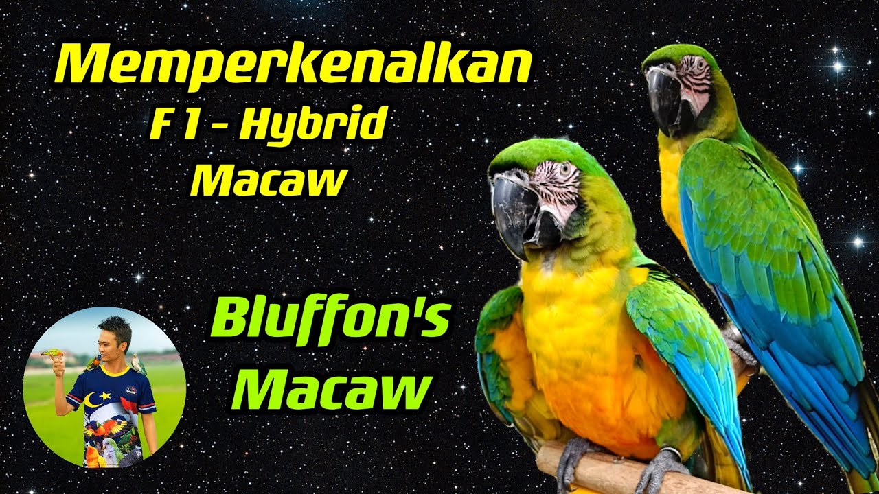 Bluffons Macaw - Mempernalkan F1 Hybrid Macaw | Malaysia Parrot freefly | - YouTube