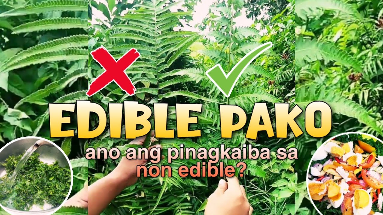 Pako | Edible vs hindi | Paraan para malaman - YouTube