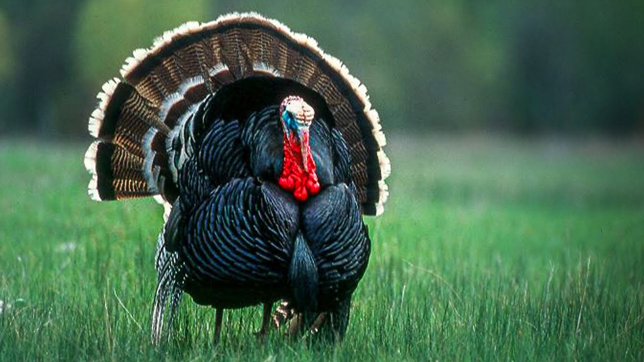 1 Hour Merriam Turkey Hunts | Spring Thunder | Merriam Turkey Hunts ...