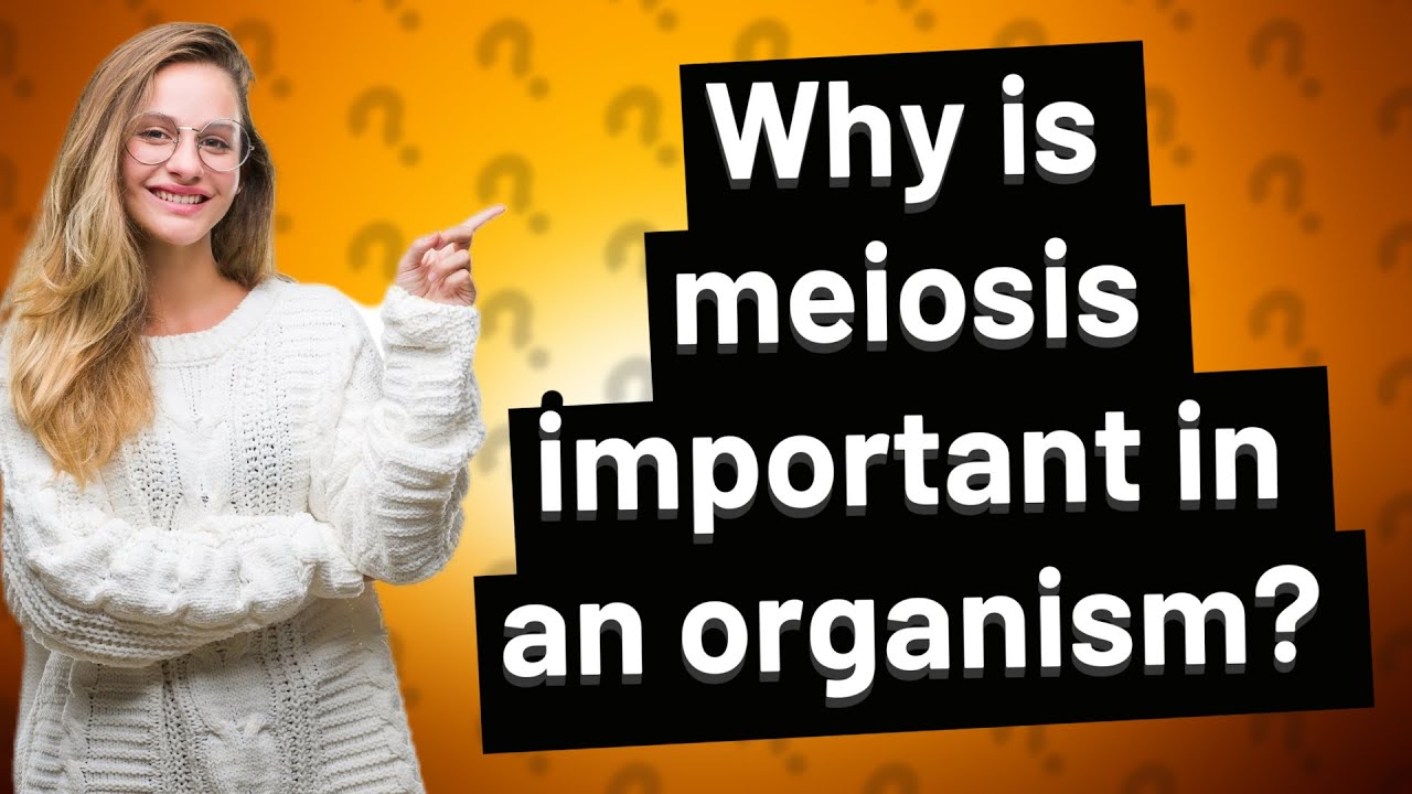 Why Is Meiosis Important In An Organism YouTube why-is-meiosis-important-in-an-organism-youtube