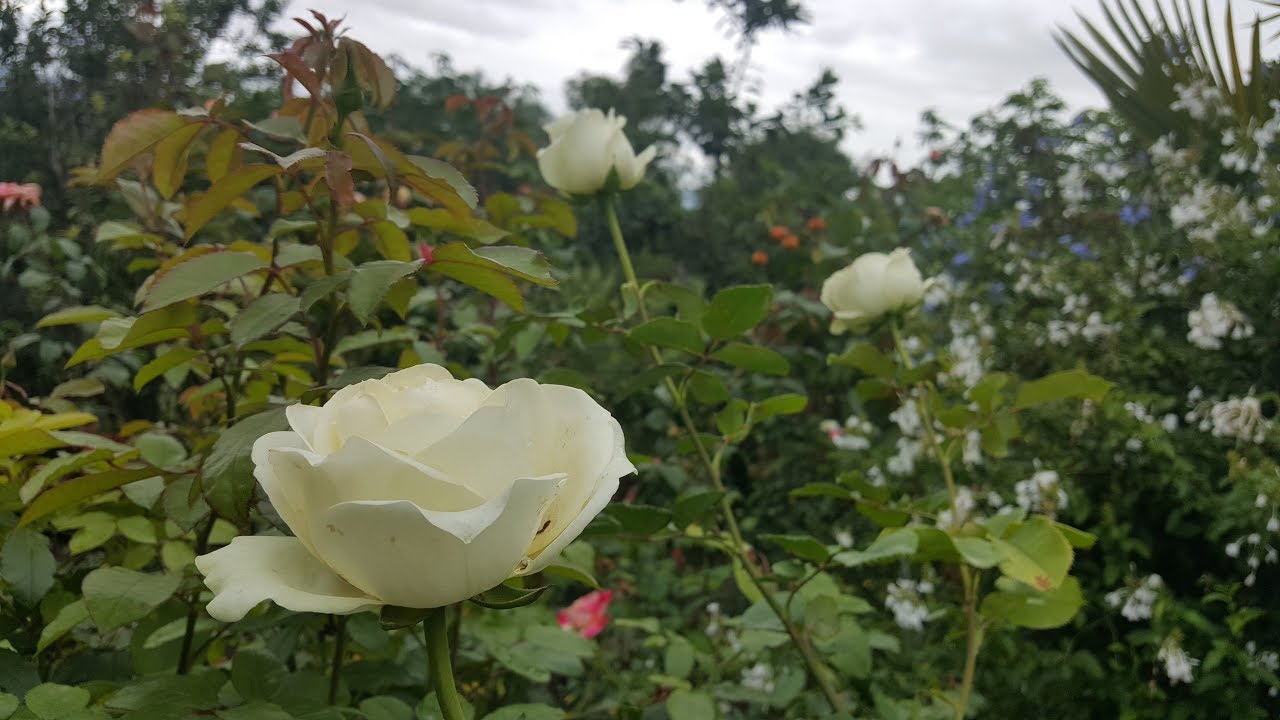 Akito / Hans Jürgen Evers 1997 ( Tantau ) - rose - rosa - rosier - YouTube