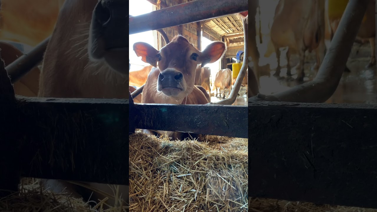 Cattle Digestive System YouTube cattle-digestive-system-youtube