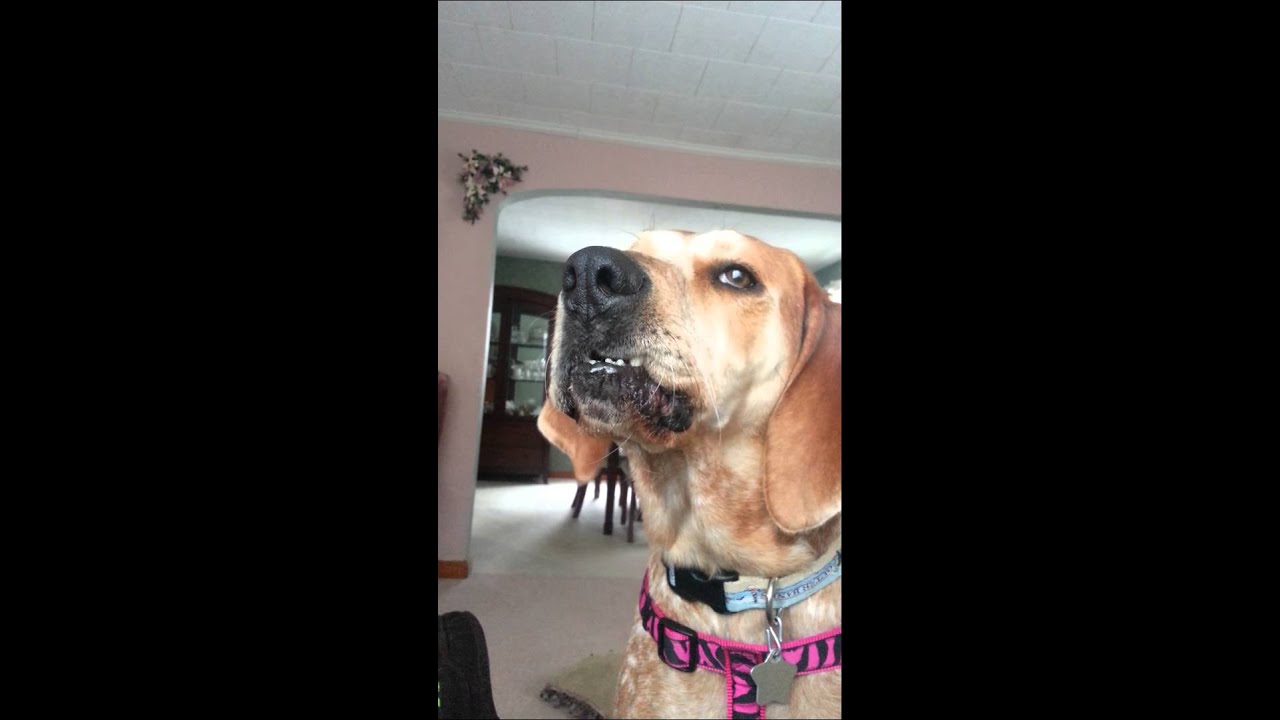 Sadie Bea the Coonhound Howling - YouTube