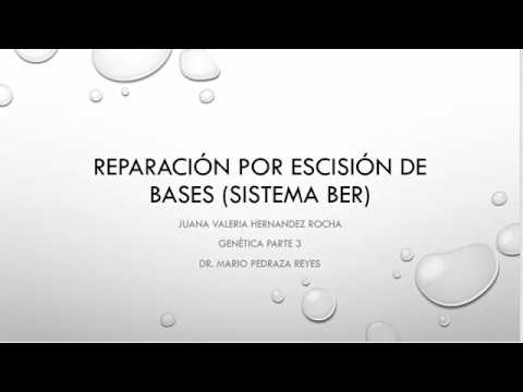 Reparación por escisión de bases (Sistema BER) - YouTube
