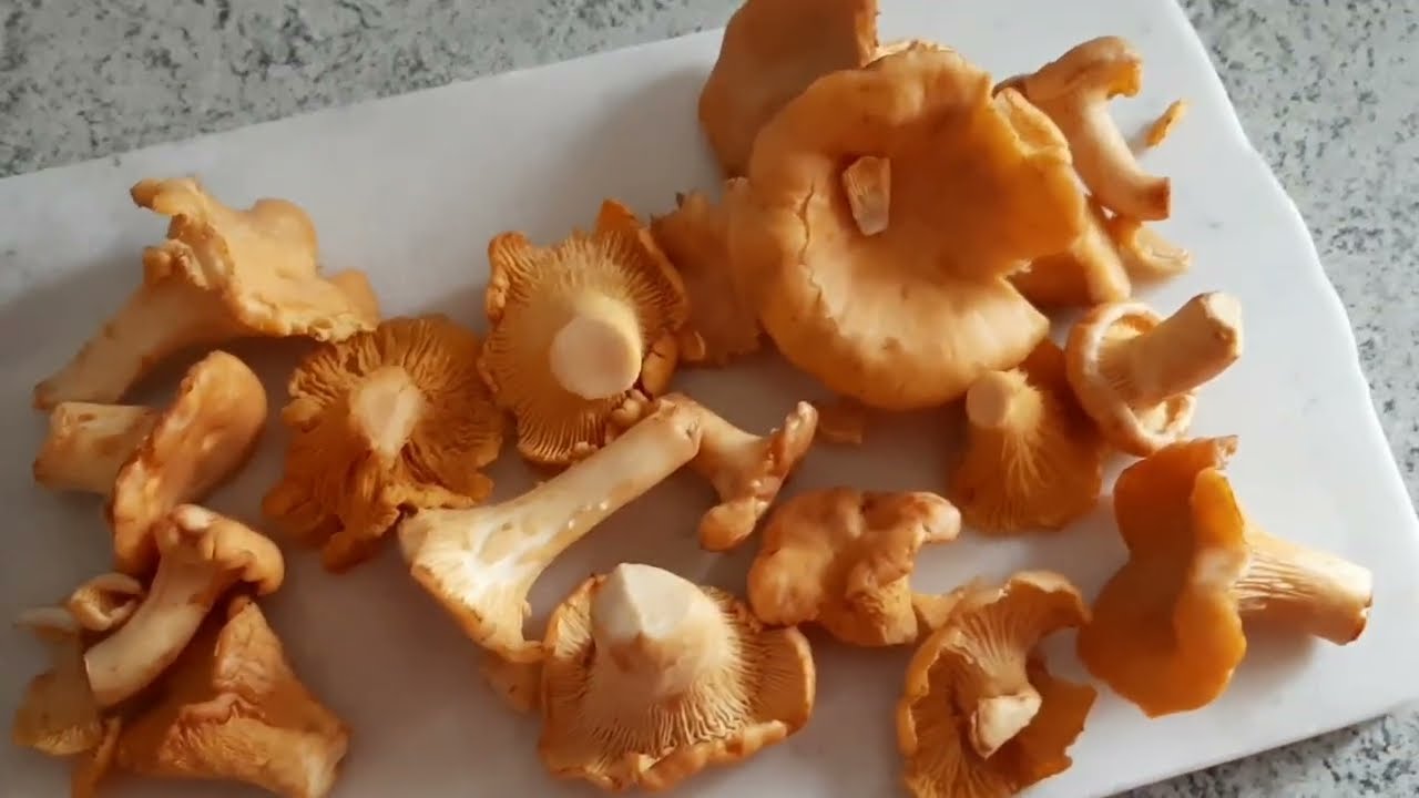 FUNGHI FINFERLI con POLENTA 🍄 RICETTA autunnale facile e veloce ...