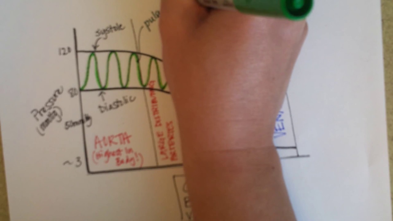 Blood Pressure in arteries is higher than in veins - YouTube