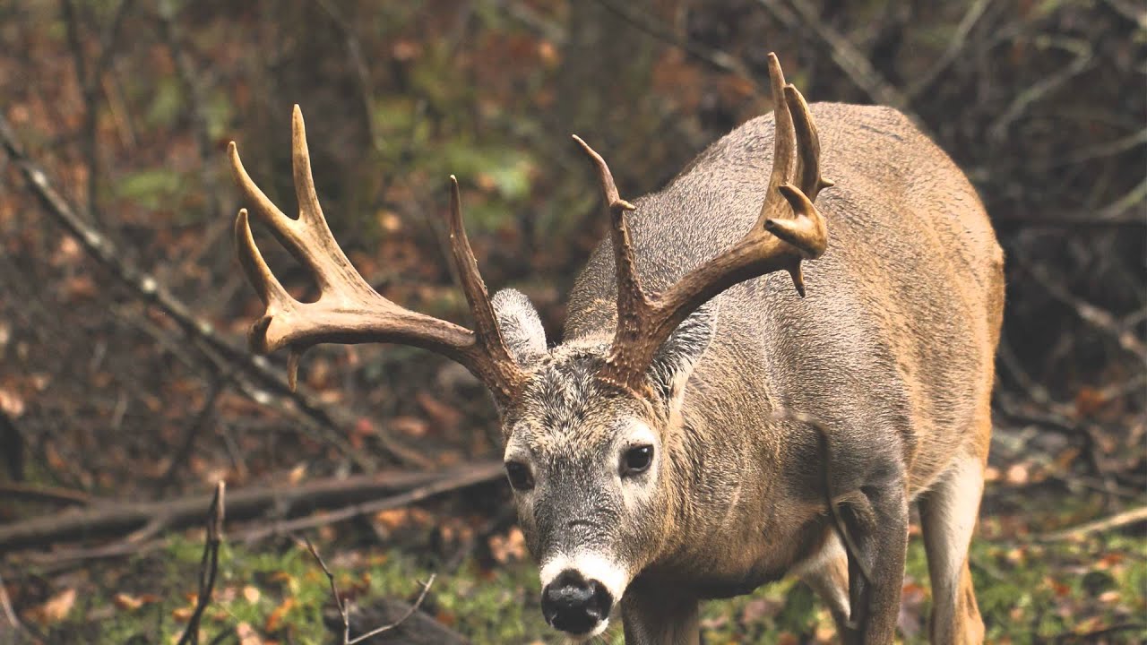 Cherokee Whitetail Hunting Preserve Photo Gallery YouTube