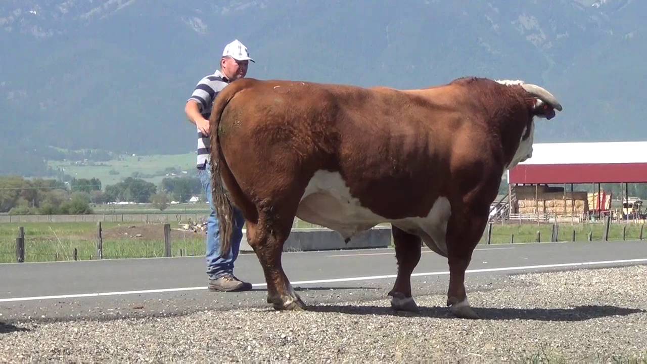 Big bad bull C Chandler 0100 at Chandler Herefords - YouTube