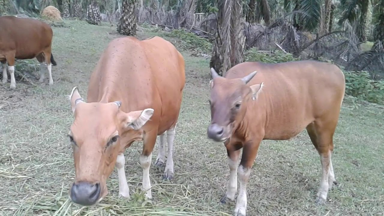 Penghasilan Double dengan Sapi bali integrasi kelapa sawit - YouTube