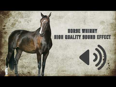 Horse Whinny Sound Effects - High Quality