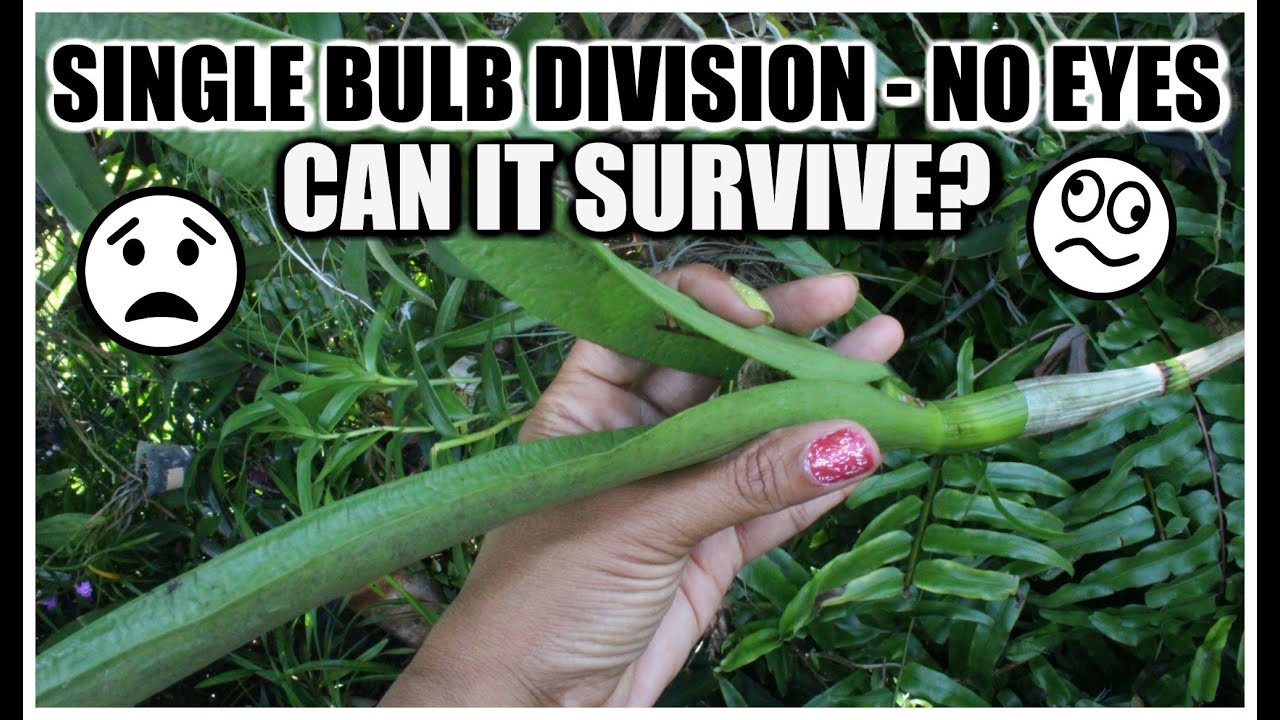 Cattleya Rescue - Single Bulb Division with No Eyes - YouTube