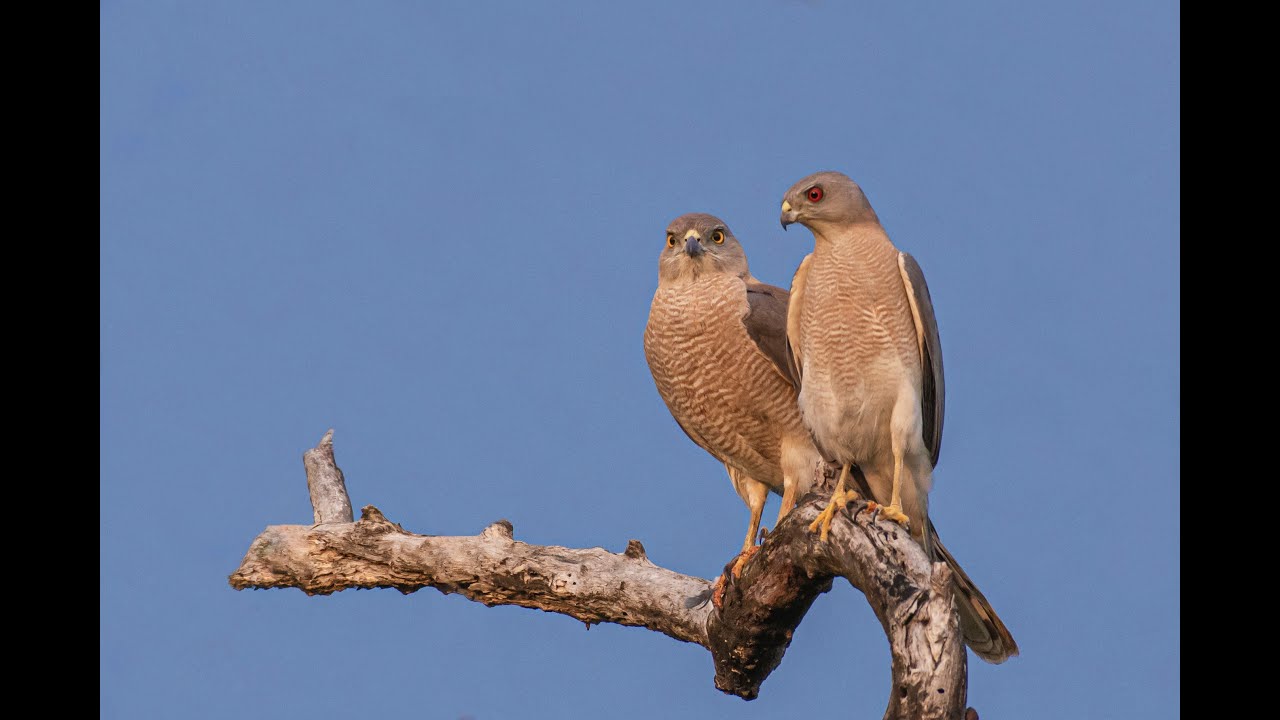 Life of Shikra (Full Video) - YouTube