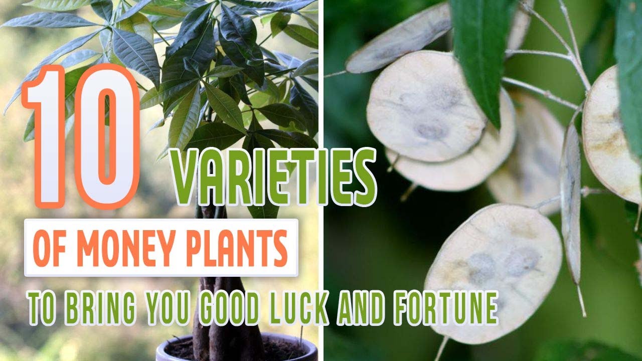 10 Varieties Of Money Plants To Bring You Good Luck And Fortune - YouTube