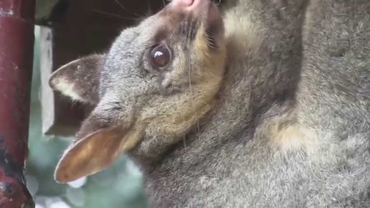Sick Possum - YouTube