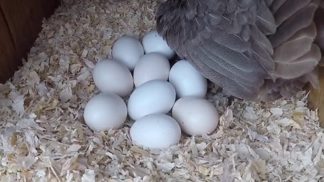 Miren como van creciendo los pollitos y los puerquitos, también ...