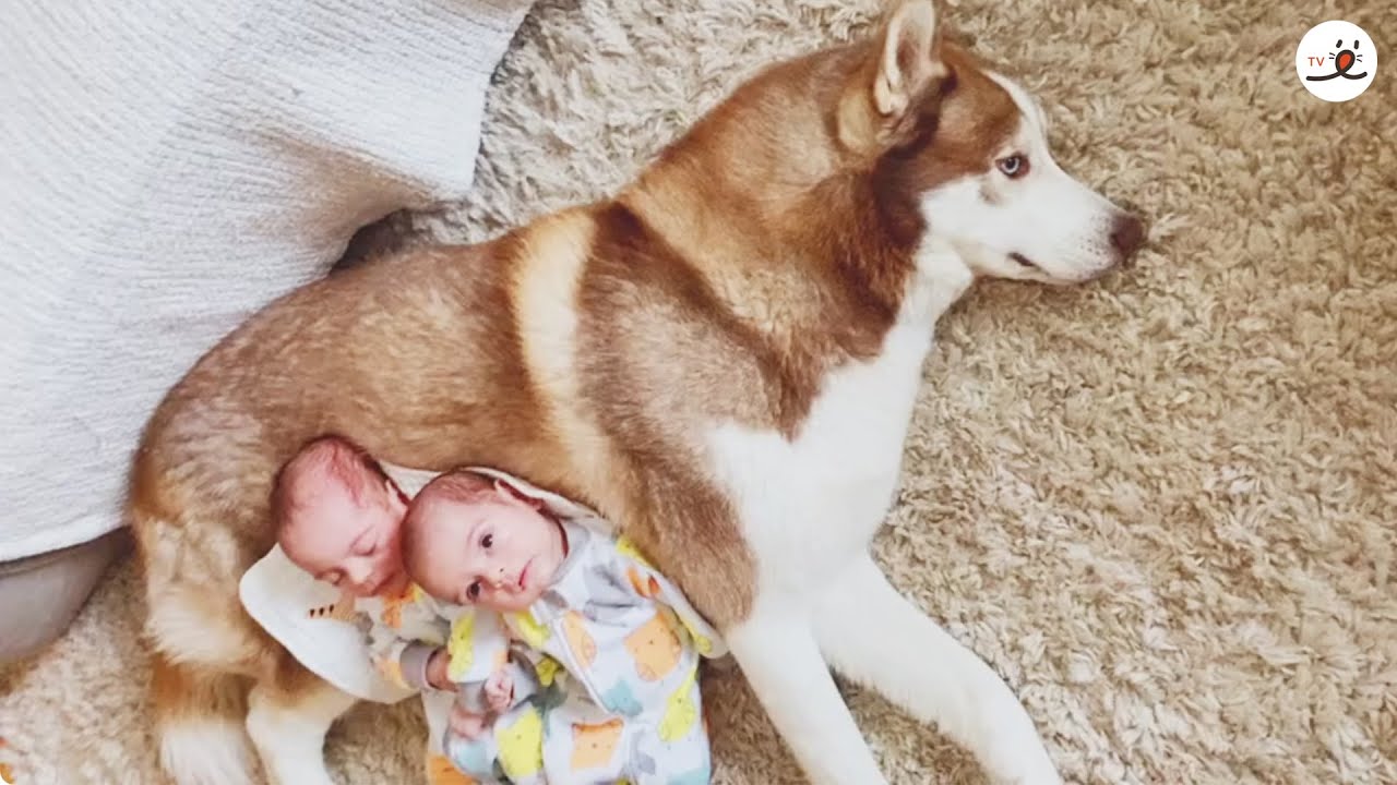 A Fluffy Gentle Husky & His Little Twin Brothers - YouTube