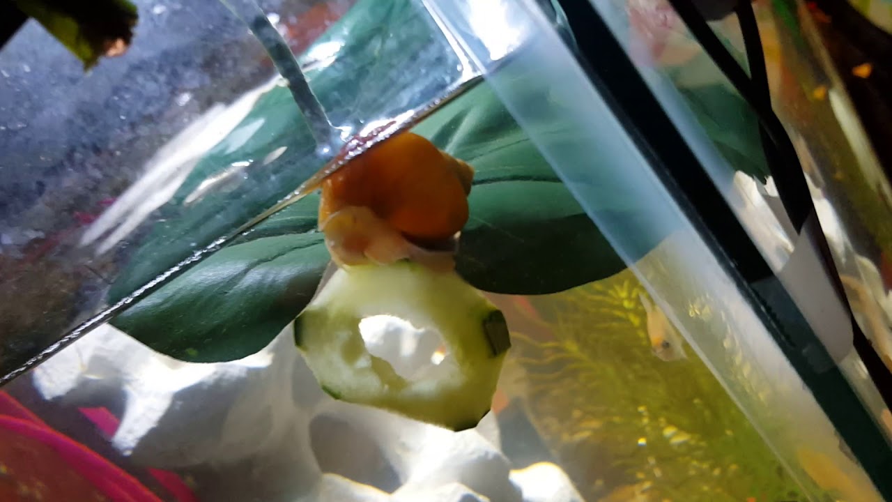 Snail eatting cucumber - YouTube