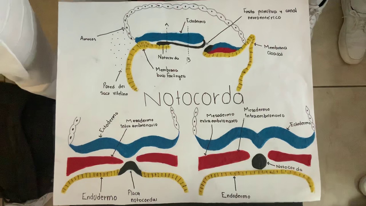 Formación de la notocorda - YouTube