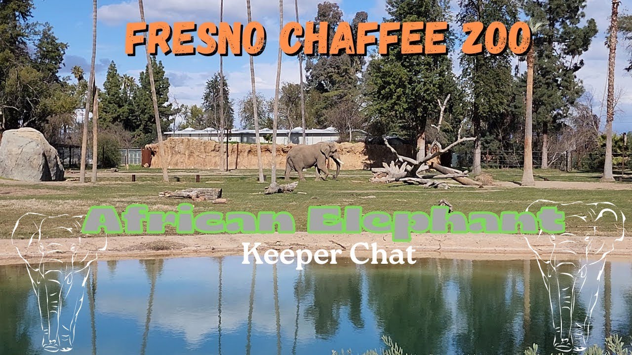 Fresno Chaffee Zoo African Elephant: Full Keeper Chat - YouTube