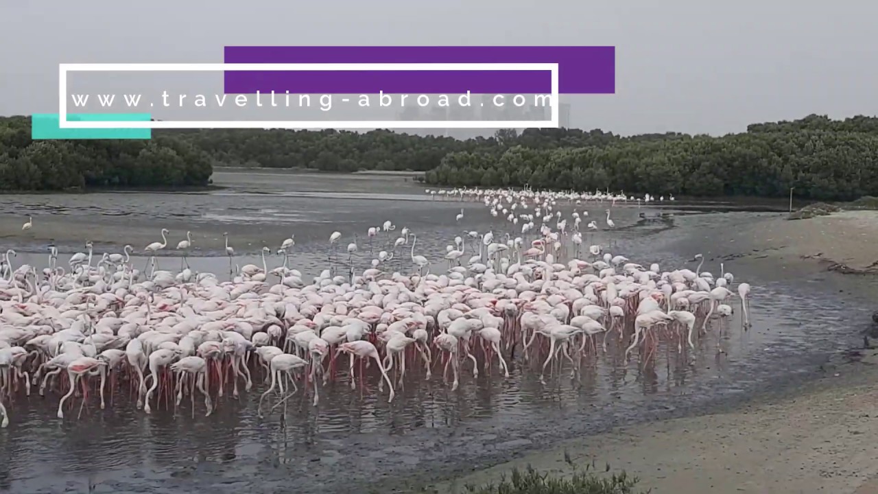 Ras Al Khor Wildlife Sanctuary Dubai | Ras Al khor Flamingo Hide ...