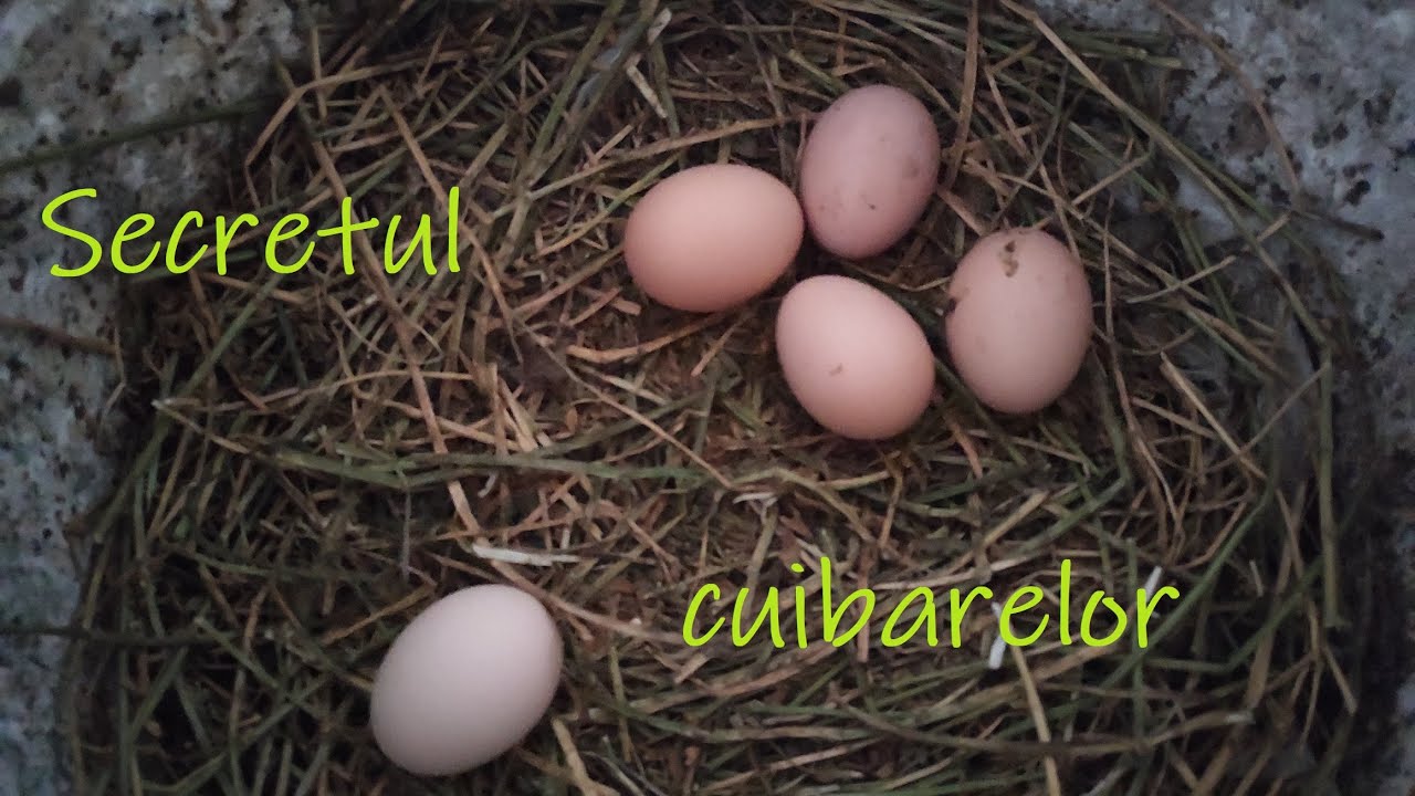 Secretul cuibarelor - Cum hranim gainile? - YouTube