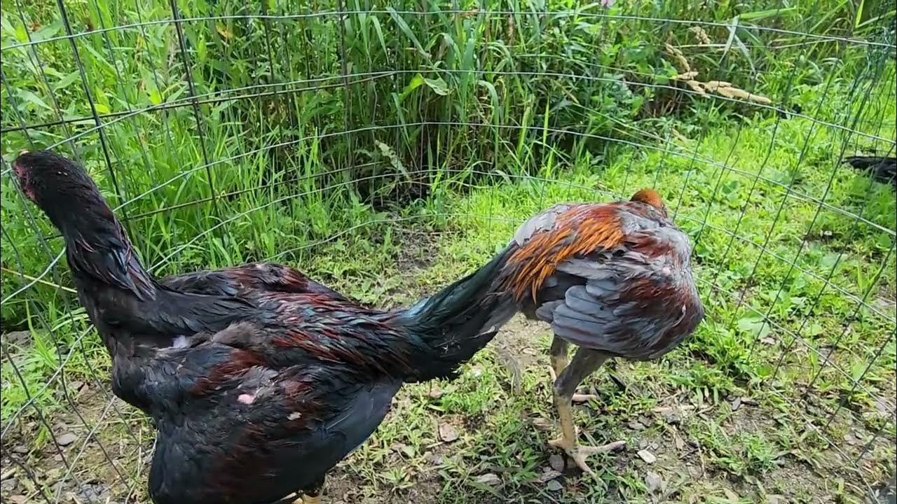 Qaib Thamada #38 (Coj Peb Saib Qaib Mos Ua Si) - YouTube